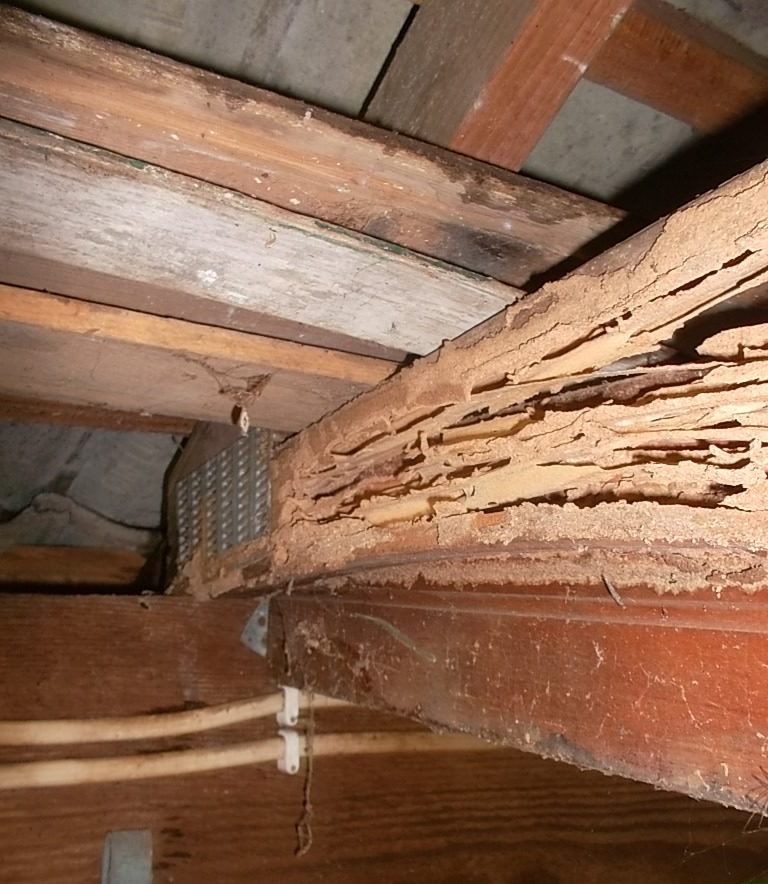 Understanding building and pest inspection